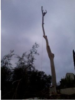 Upcountry Trees – Maui Tree Maintenance Services